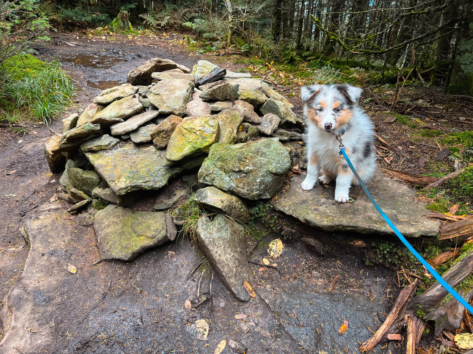 How to Hike Mount Waumbek (over Starr King Mountain) in the Incredible ...