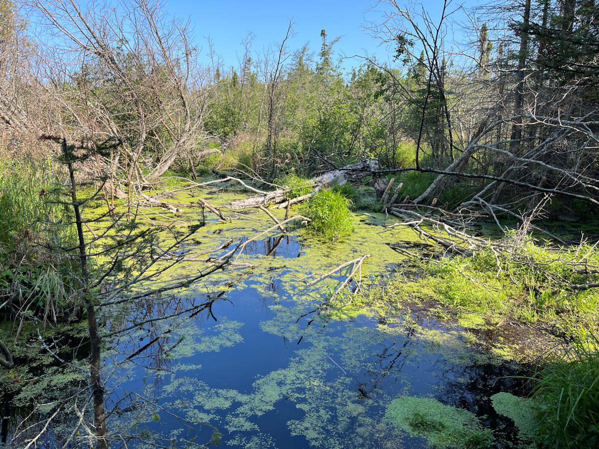 How to Hike the Stoll Trail to Scoville Point, Isle Royale - Chasing ADVNTR