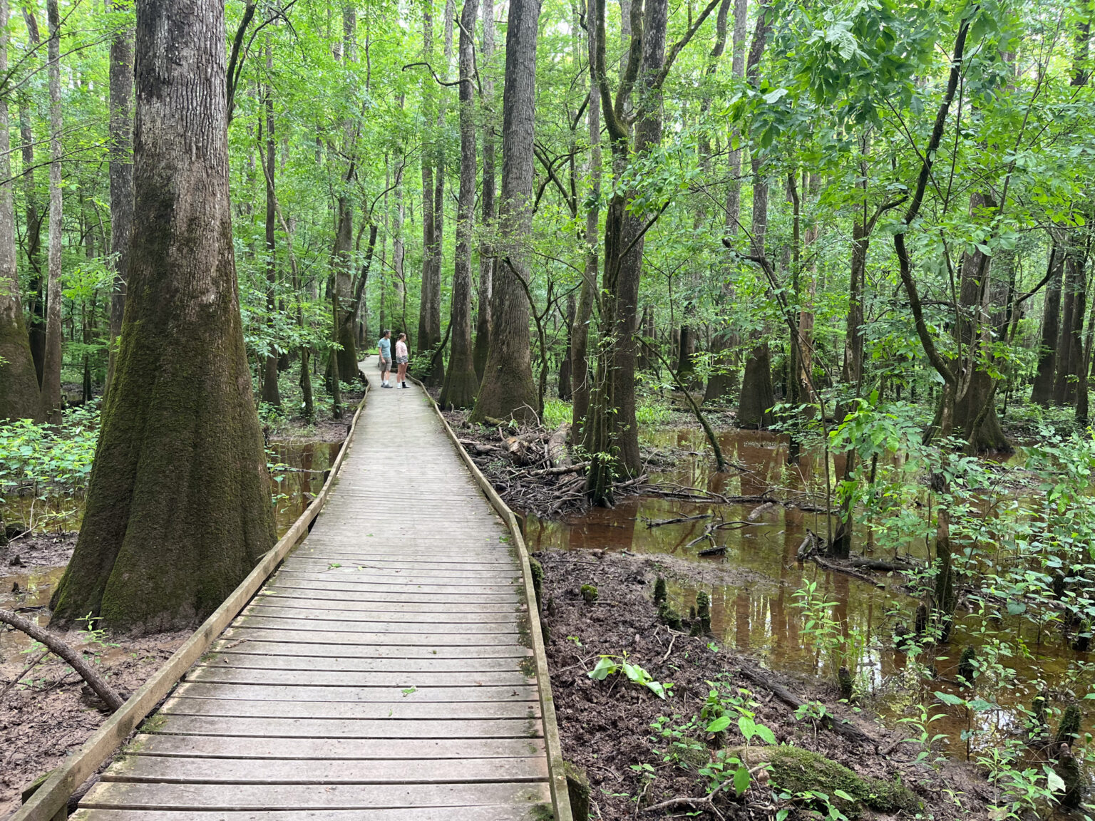 The Best Hike in Congaree: the Boardwalk and Weston Lake Loop Trail ...