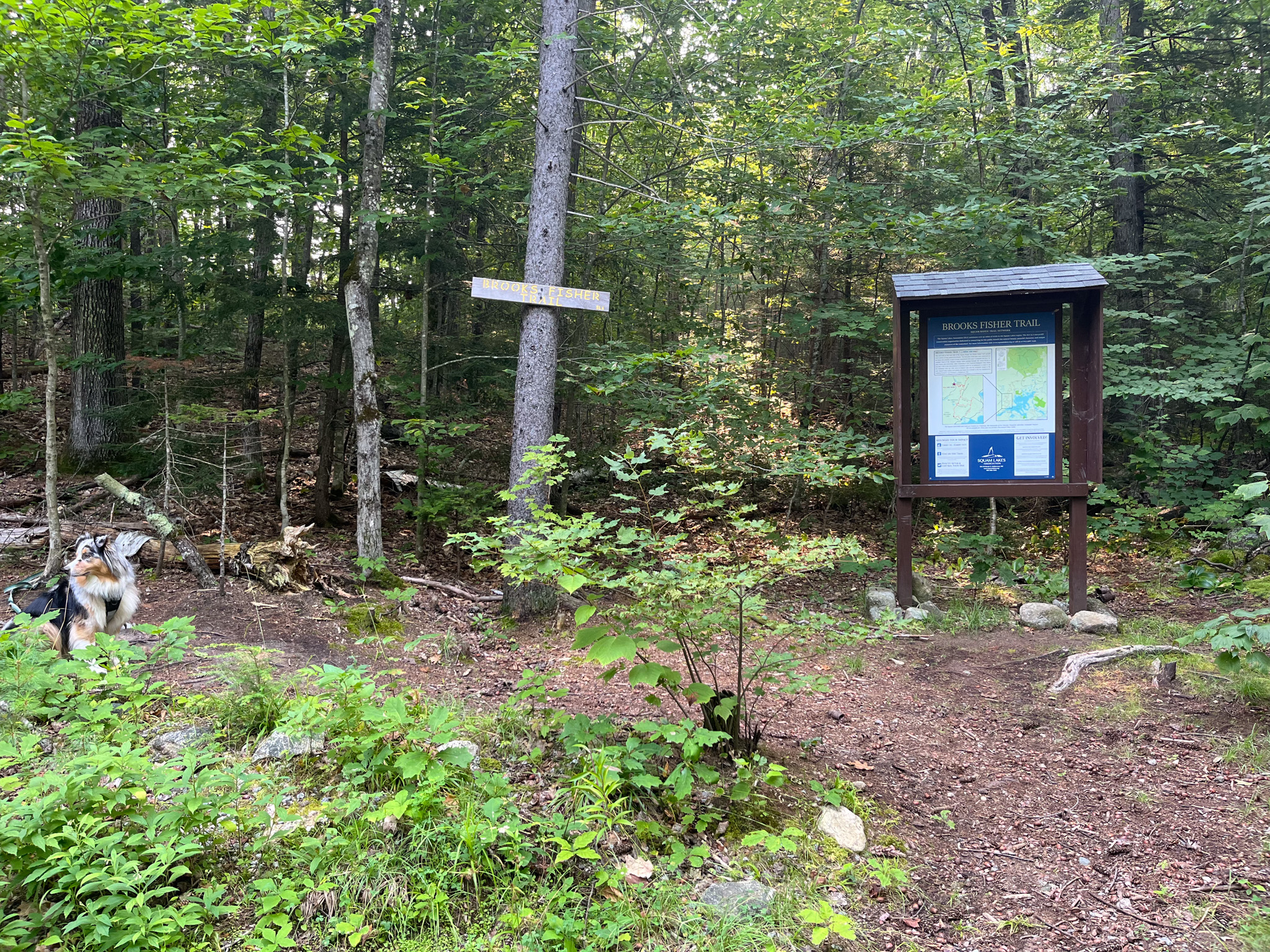 Hiking Mount Webster and Morgan, Holderness, NH - Chasing ADVNTR