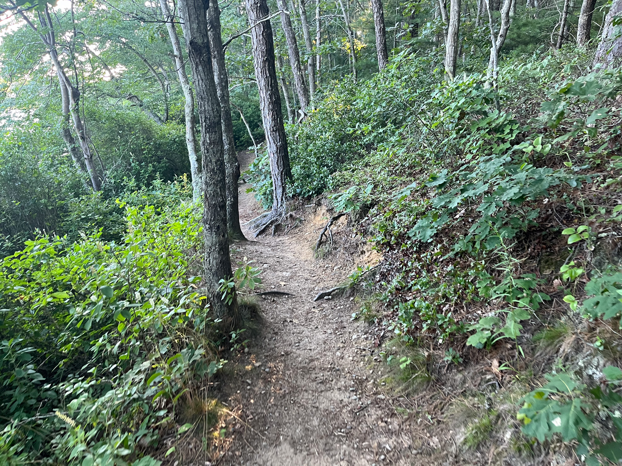 What to Know about Nickerson Campground, Cape Cod - Chasing ADVNTR
